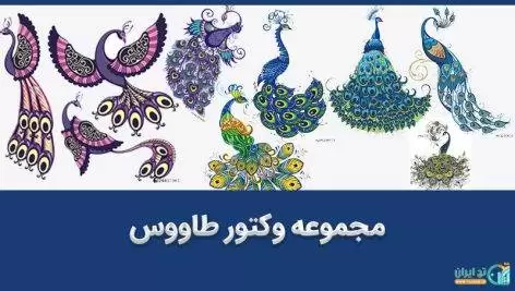مجموعه وکتور طاووس - تجیران | دانلود طرح لایه باز